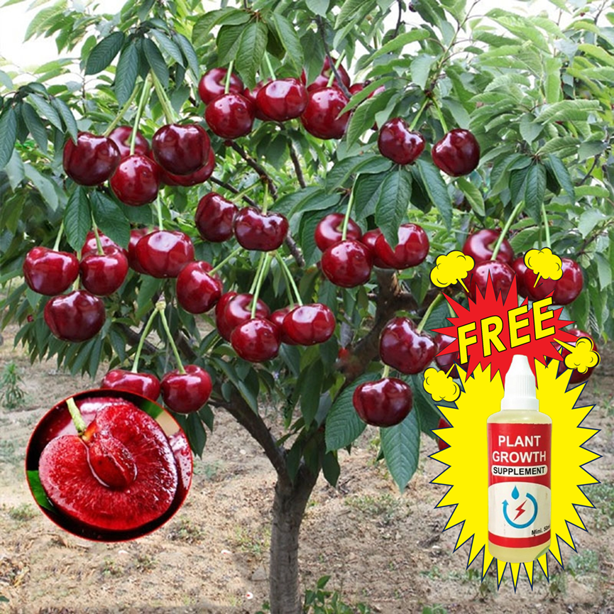 Hybrid Rainier Cherry Fruit Seeds | 🔥GET PLANT GROWTH SERUM FREE 🔥 ...